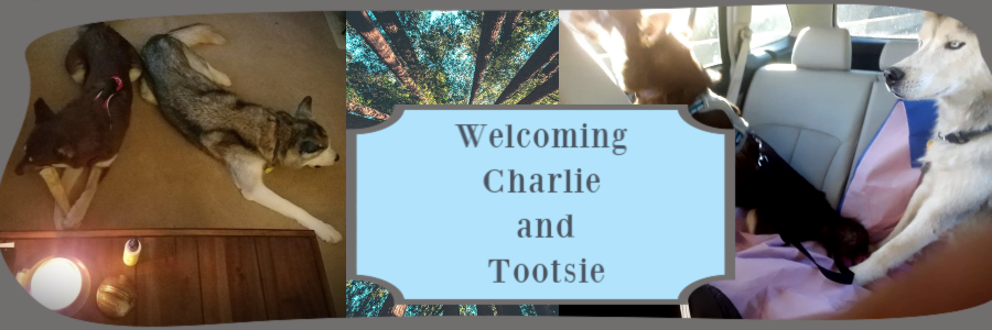 New Beginnings: Welcoming Charlie and Tootsie to the TreadlingHome-stead